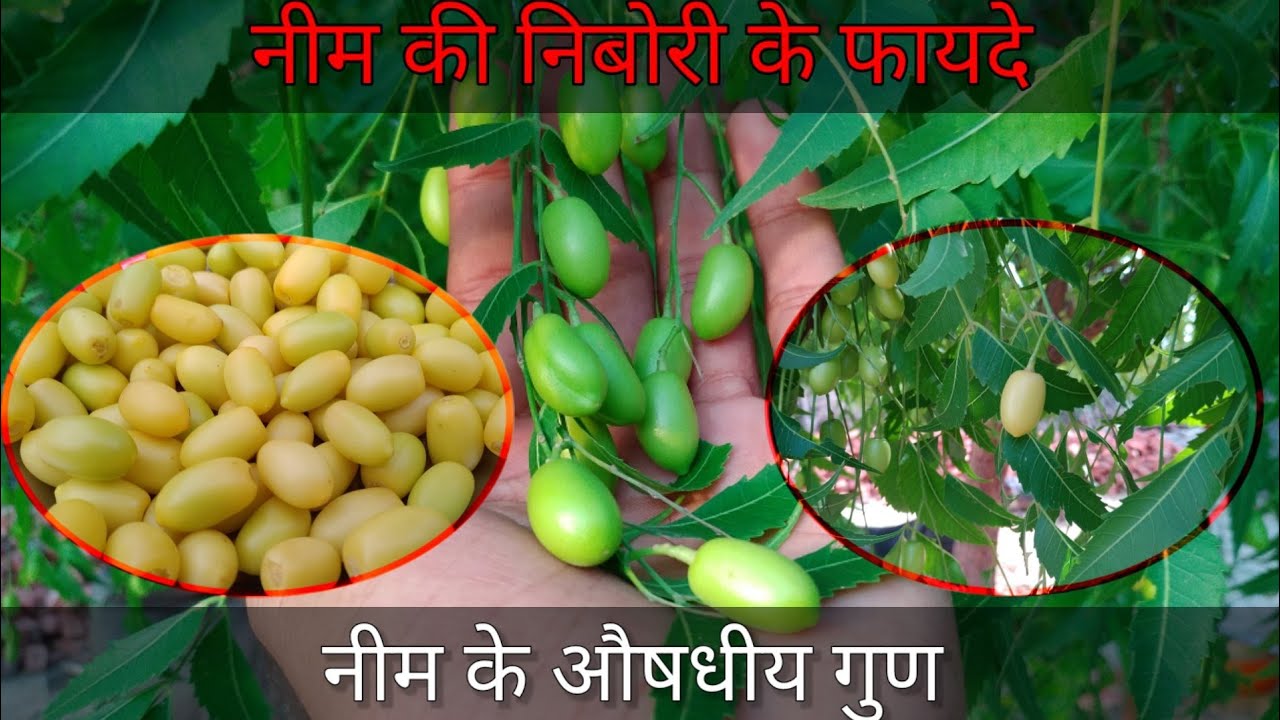 nimori khane ke fayde। neem ki nimbori। नीम के फल का उपयोग। नीम के ...
