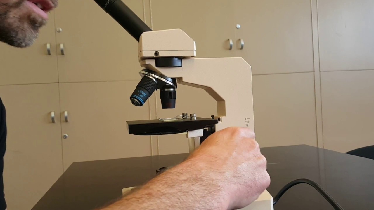 Microscope movie - YouTube