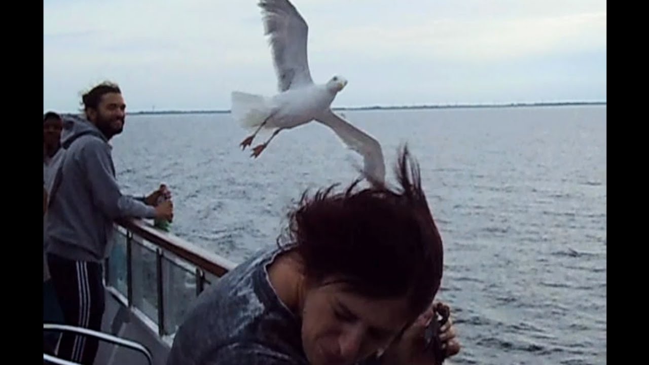 Crazy Seagull attacks Florina candy - YouTube