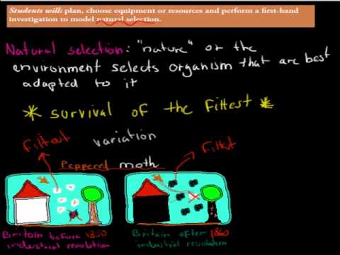 2. Model of natural selection (HSC biology) - YouTube