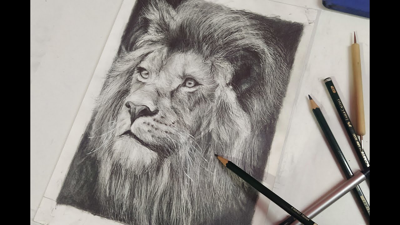 Hyperrealistic Lion Drawing Timelapse Youtube