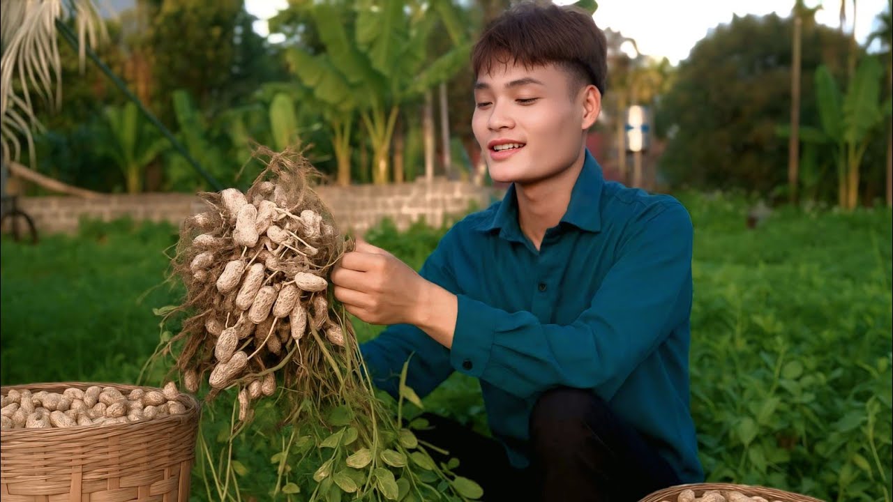 Forest life, Harvest peanuts with farmers, Bring them to the market to ...