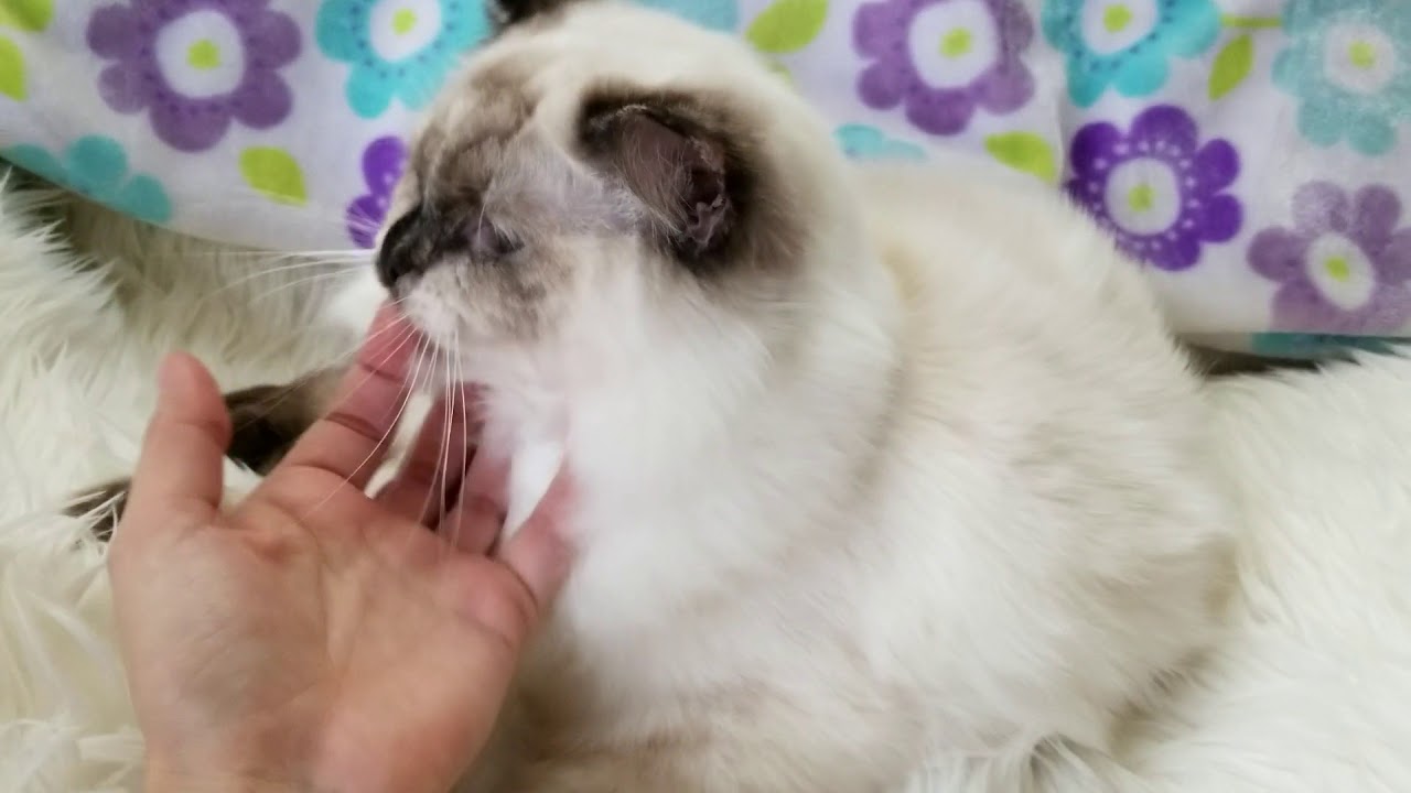 Seal Colorpoint Tortie Ragdoll - Mychampionheart/MCHeart - YouTube