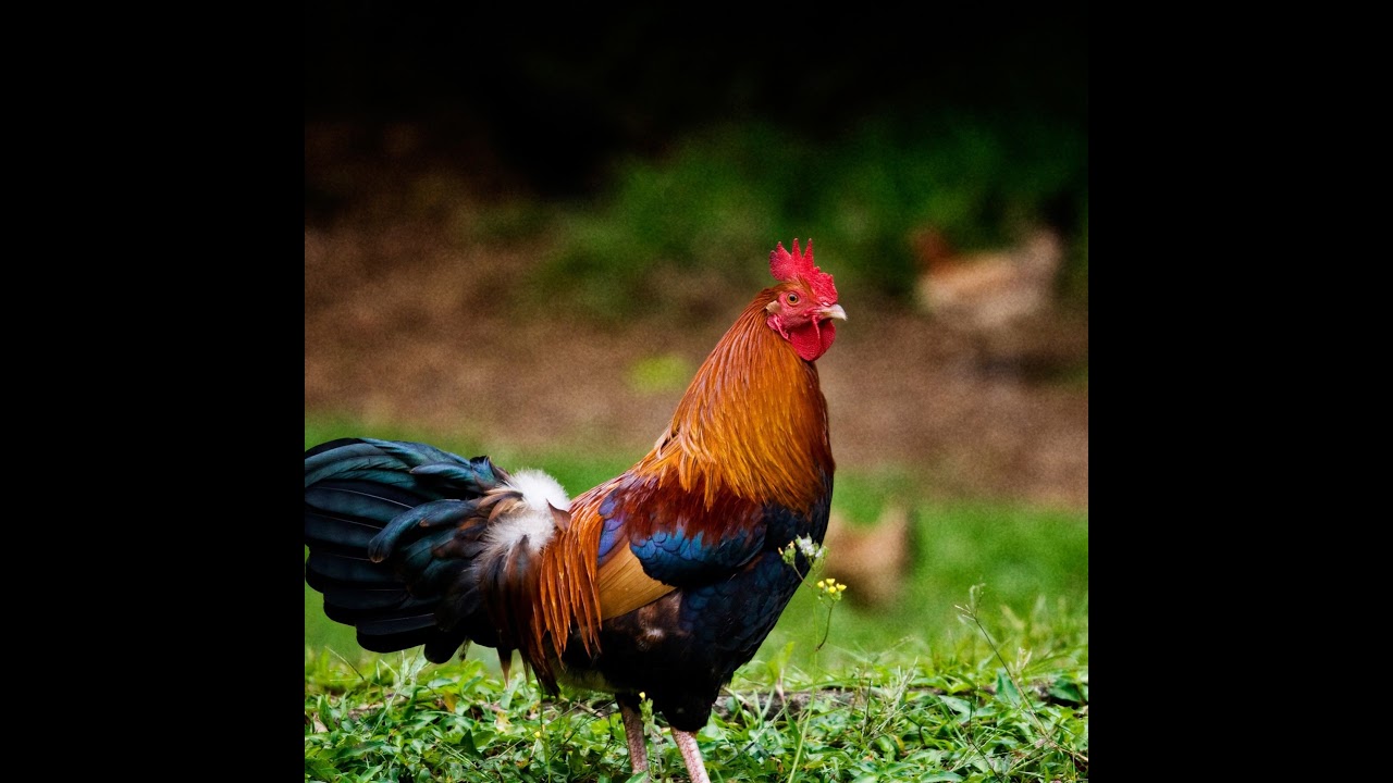 Rooster Rampage Live Stream - YouTube