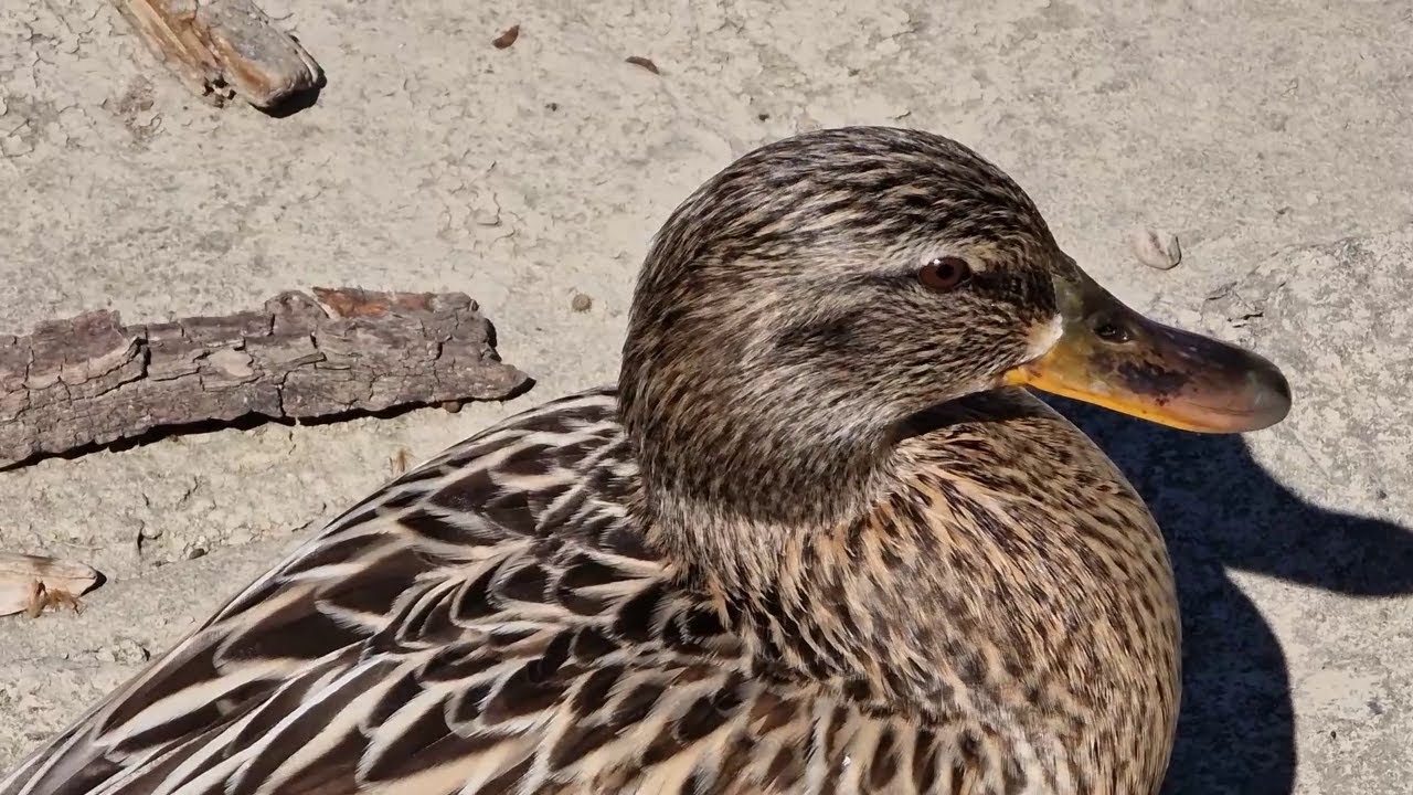 Cutest duckies closeup 🦆🤗 - YouTube