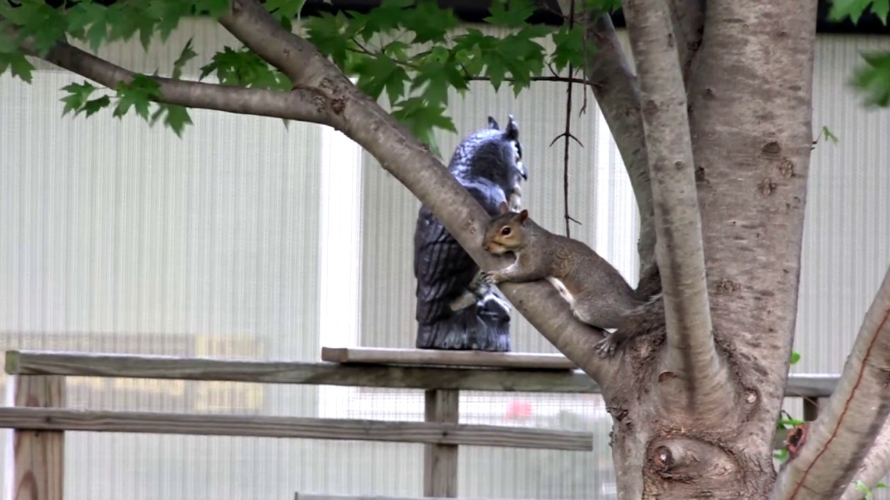 TREE HUGGER SQUIRREL - Nature loving Nature - YouTube