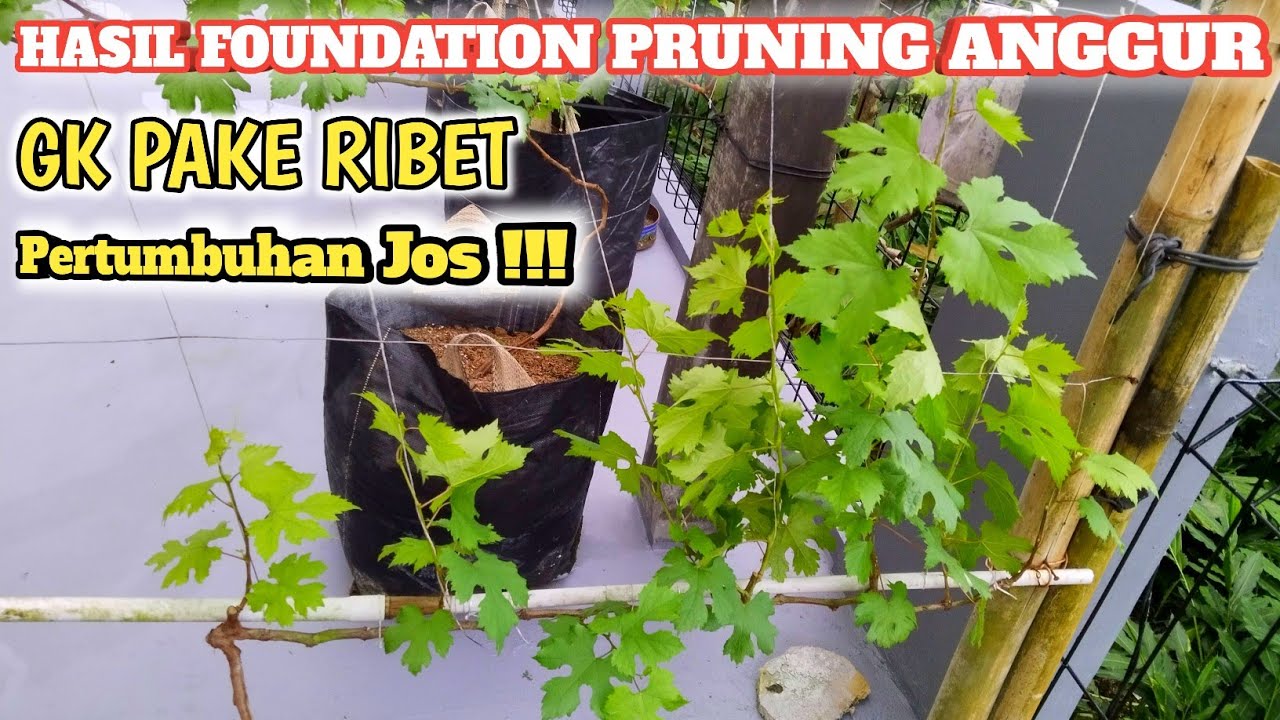 Inspirasi Berkebun : Hasil Foundation Pruning Anggur !!! - YouTube