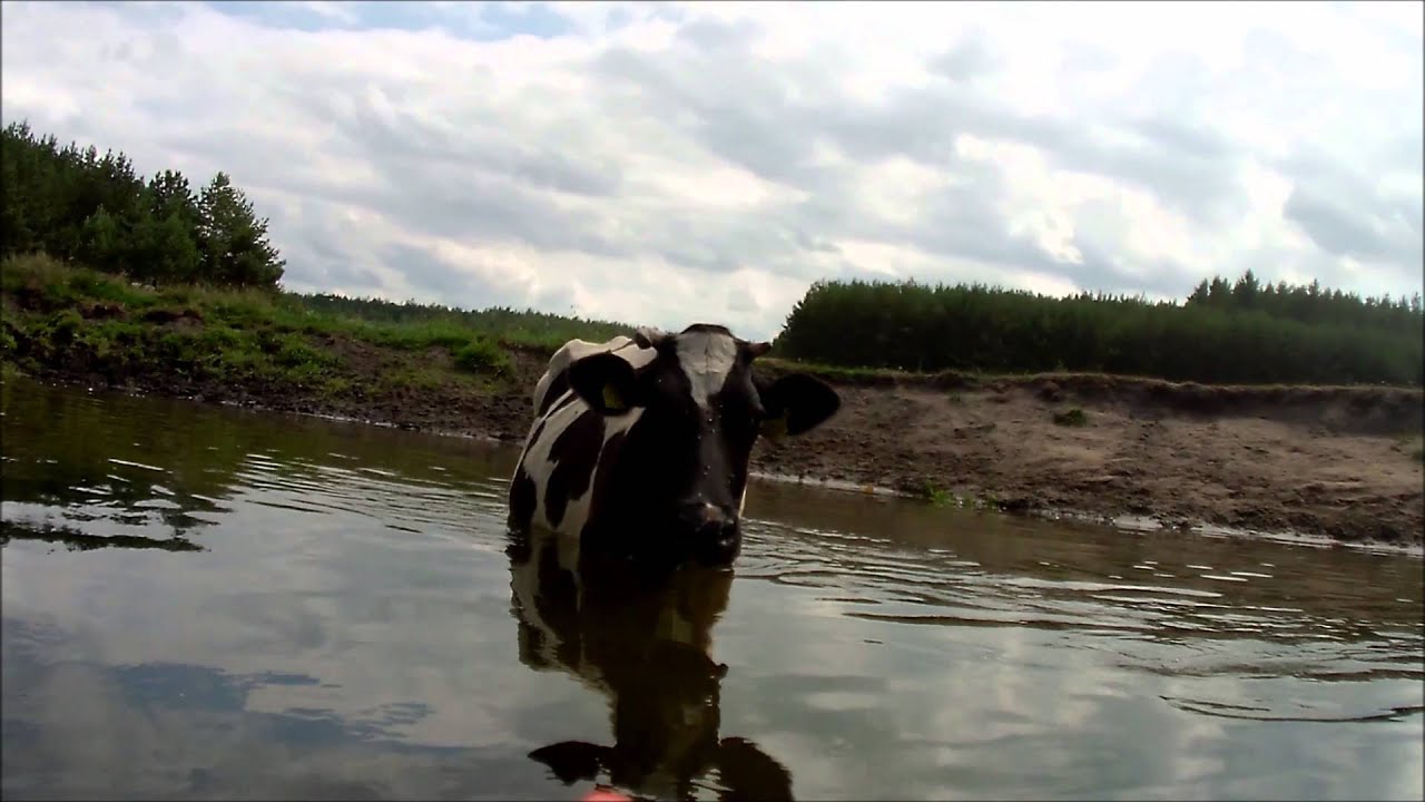 Krowa wodna - YouTube