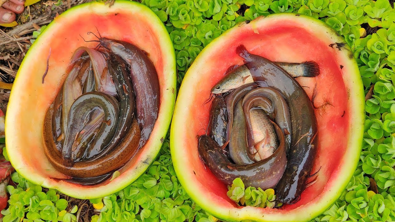 Fish Trap | Boy Catching Fish Using Watermelon Fruit | Unique Fishing ...