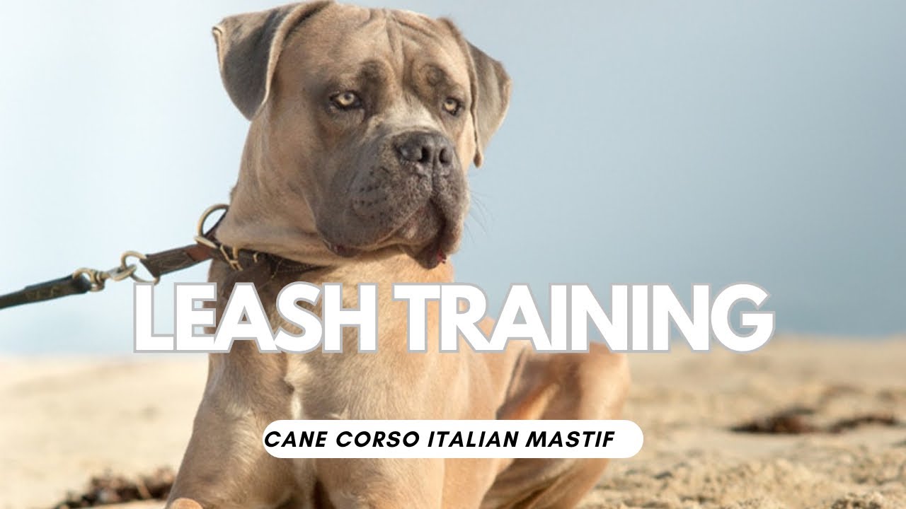 LEASH TRAINING A CANE CORSO | How I leash trained my dog - YouTube