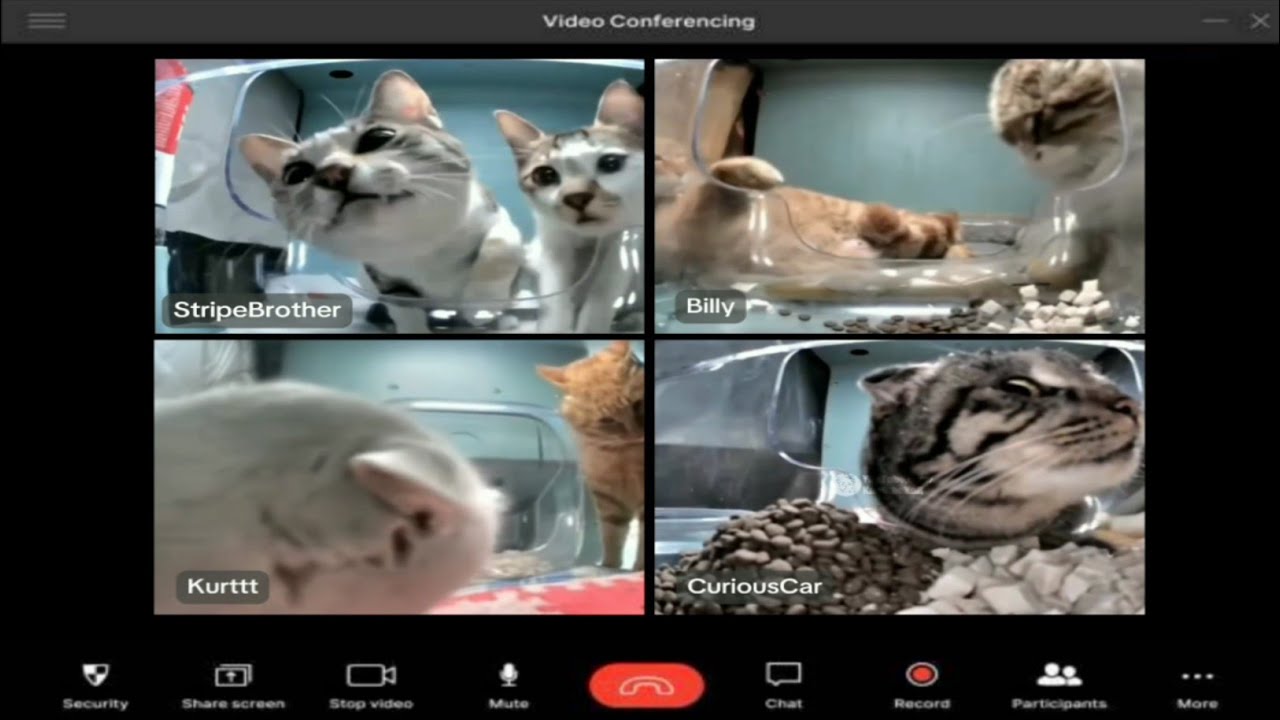 Cat zoom meeting😺 - YouTube