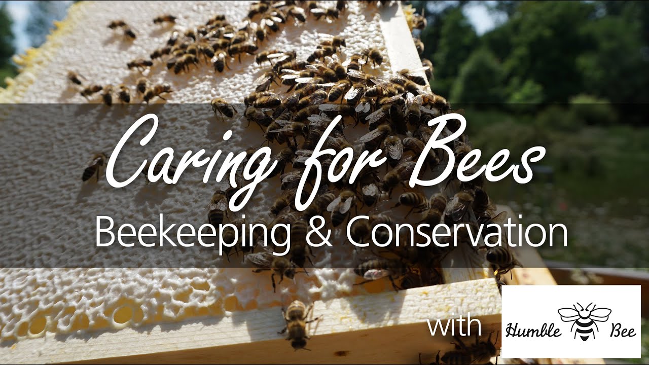 Humble Bee at RBG: Beekeeping in the Gardens - YouTube