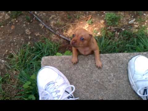 Chihuahua Ginger crying.  Chihuahua puppy trying to get up the stairs
