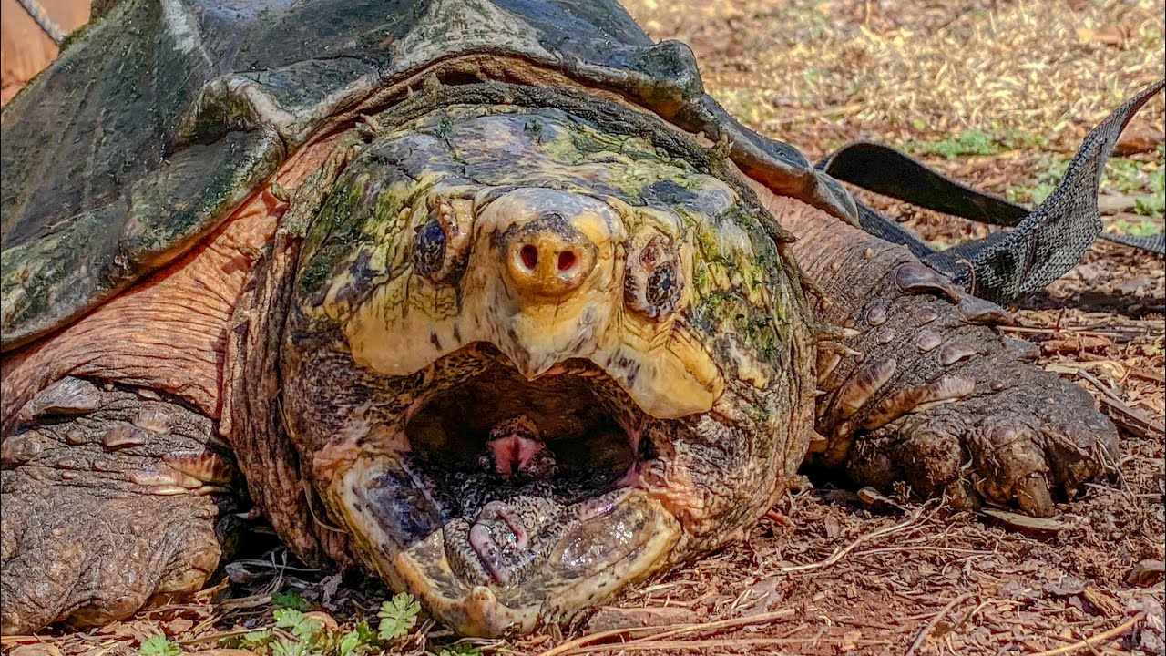 Turtle Check Ups, Pond Cleaning and MORE! - YouTube
