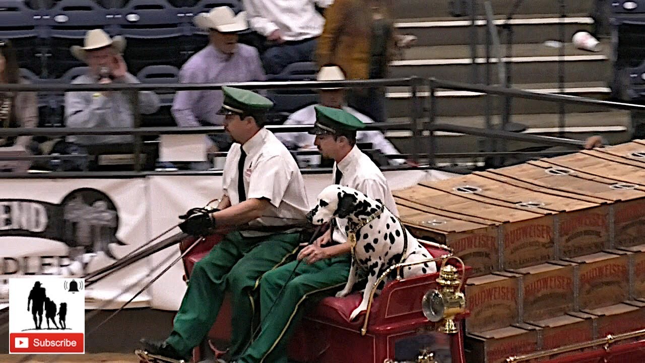 Budweiser Clydesdales - 2019 WRCA World Championship Ranch Rodeo ...
