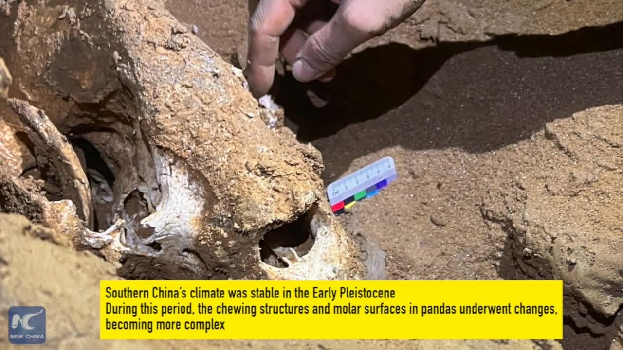Asia's longest cave and its 100,000-year-old giant panda fossils - YouTube