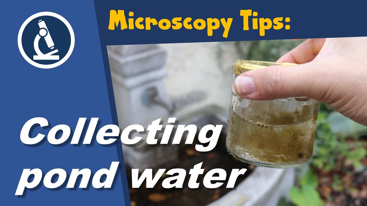 089 How Can You Collect Pond Water For Microscopy Microscopy 089-how-can-you-collect-pond-water-for-microscopy-microscopy