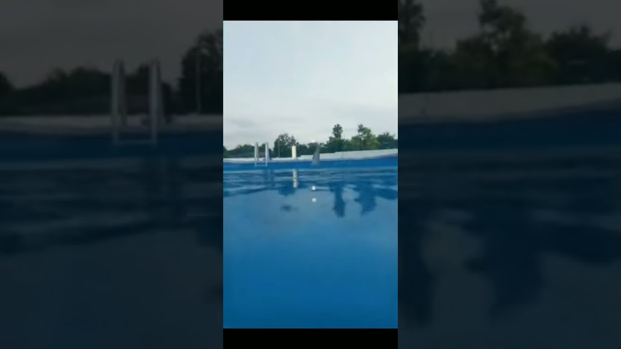 Shark in pool - YouTube