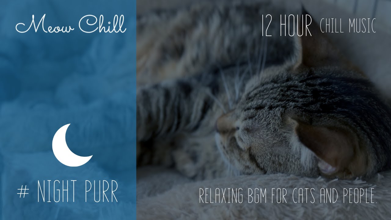 😸Night Purr｜12hour 猫と人のためのAI音楽 by SUNO - YouTube