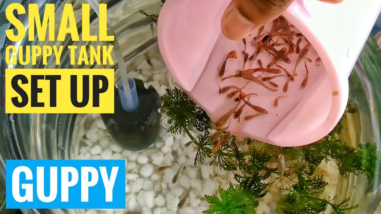 Small Guppy Tank Set Up | ചെറിയ ഗപ്പി ടാങ്ക് സെറ്റ് ചെയ്യാം - YouTube