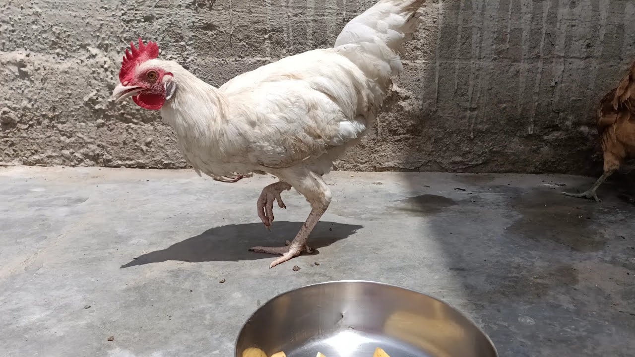 Adorable Young Rooster Playing On Roof | Amazing Rooster Chirping ...