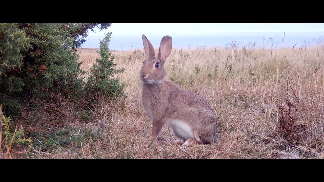 Rabbit - YouTube