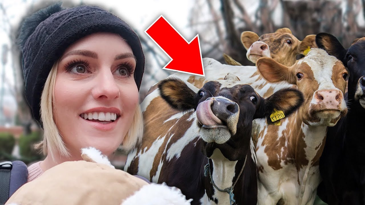 We Got A COW For CHRISTMAS! - YouTube