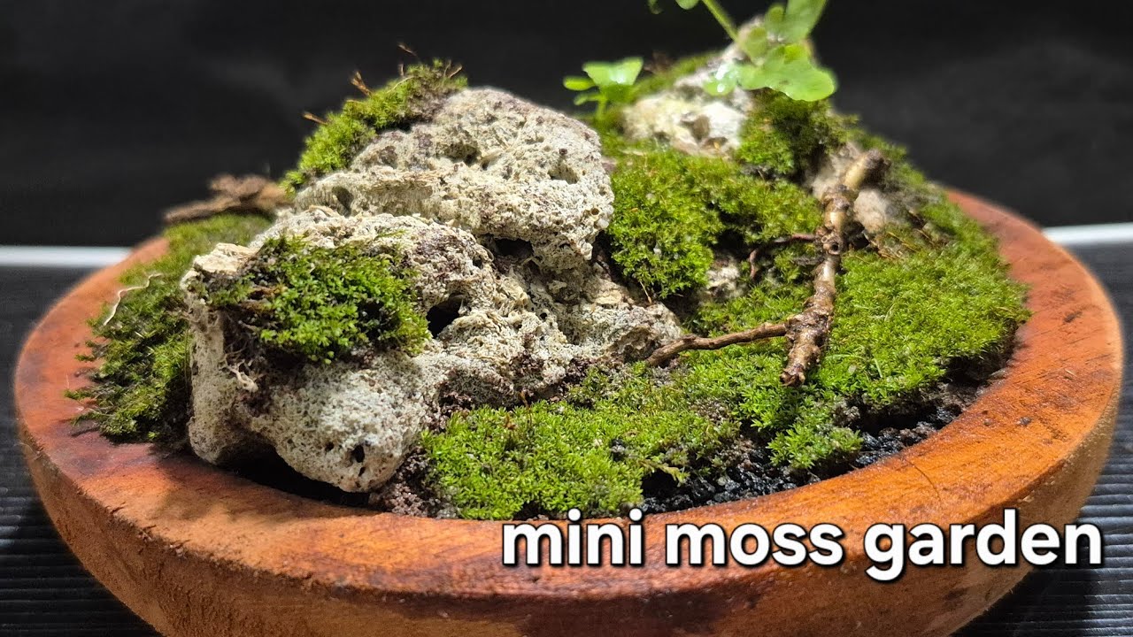 Making a miniature moss garden - YouTube