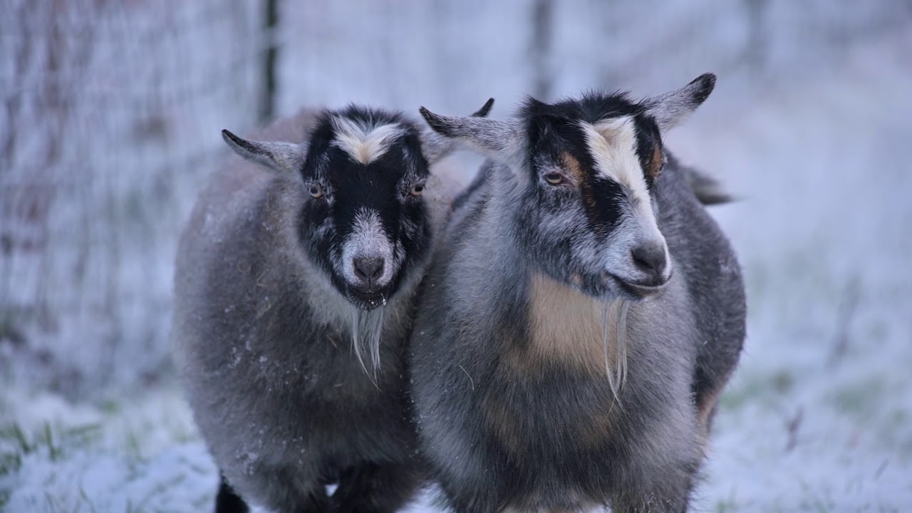 Winter Morning on the Farm - YouTube