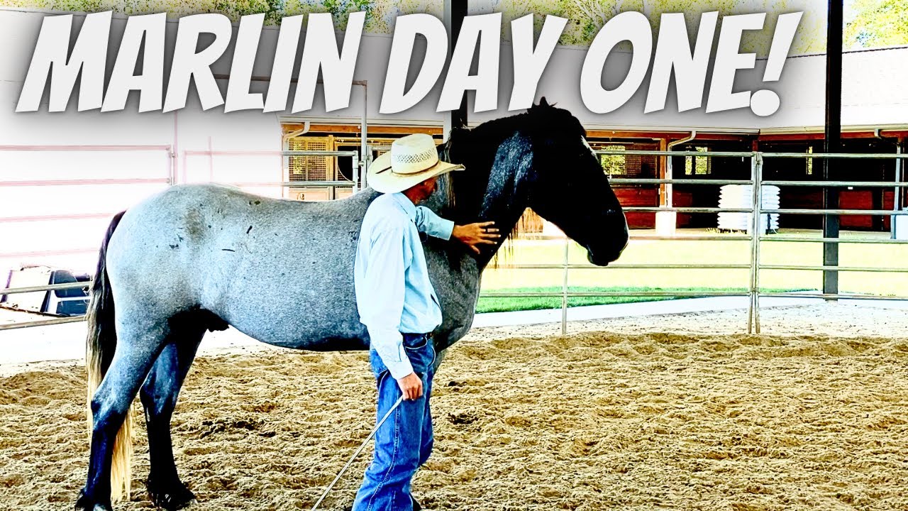 Marlin Day 1 | Blue Roan Percheron Quarter Horse Cross | Horse Training ...