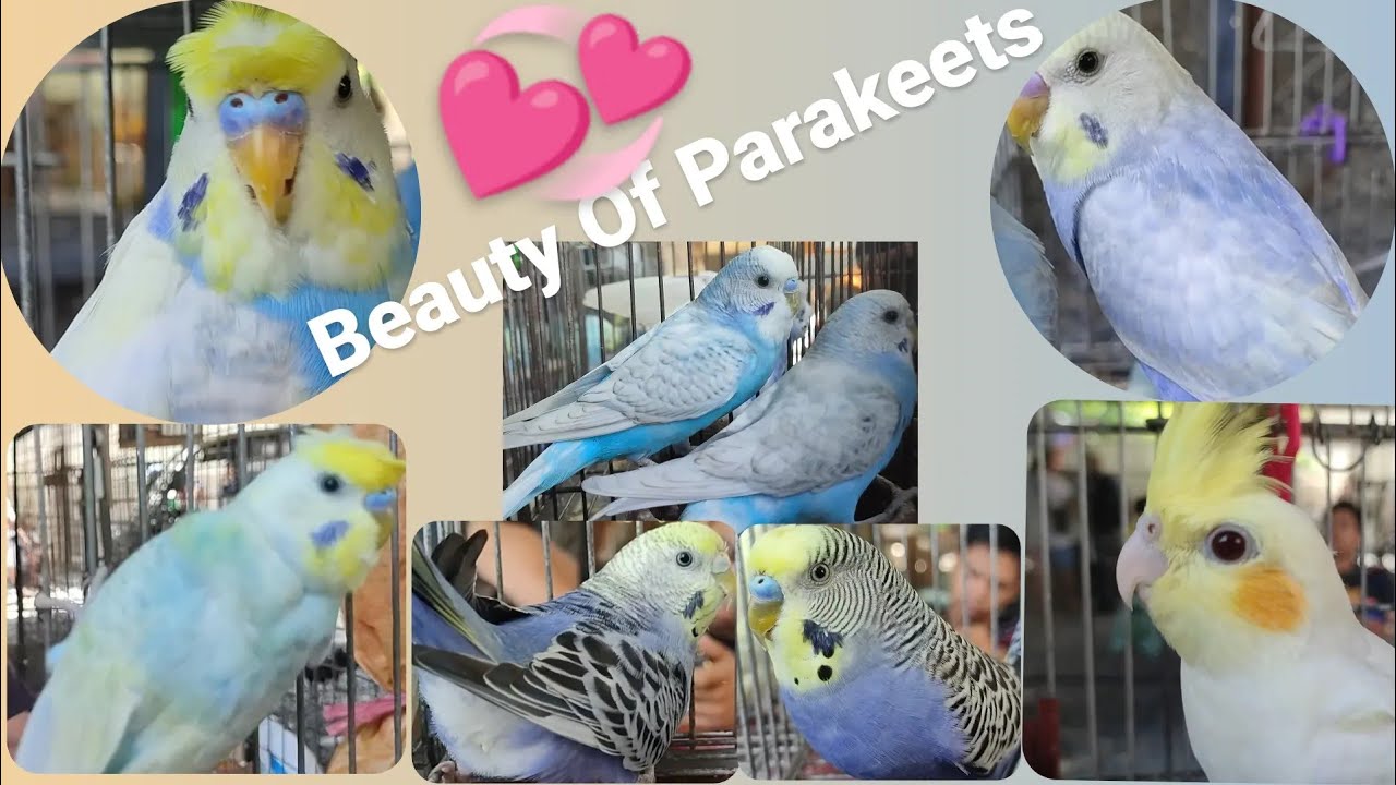 Beautiful Parakeets 💞 Dominant Pied Spangle Rainbow Follow Vio 😱😱😱🫶💞 ...