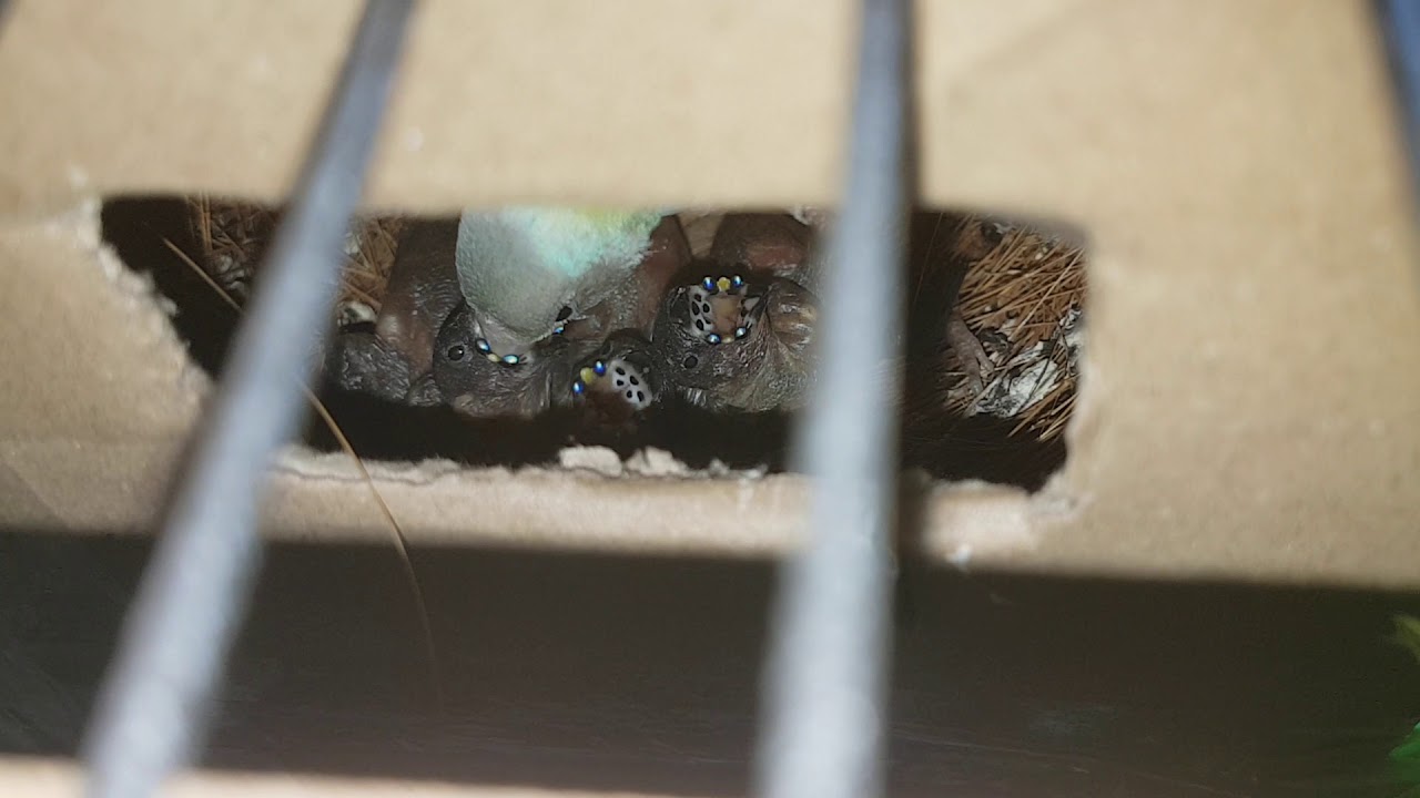 Blue female and yellow male gouldian finch chicks, feeding - YouTube