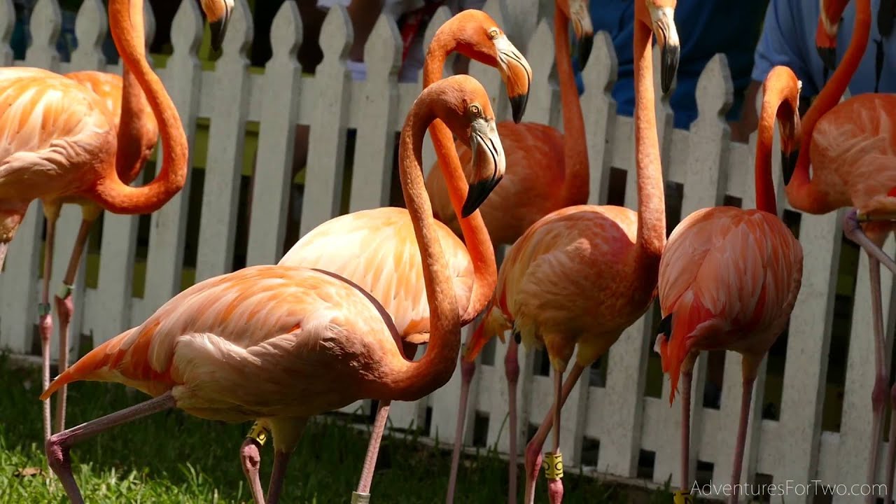 Marching Flamingos at Ardastra Gardens in Bahamas (4K video) - YouTube