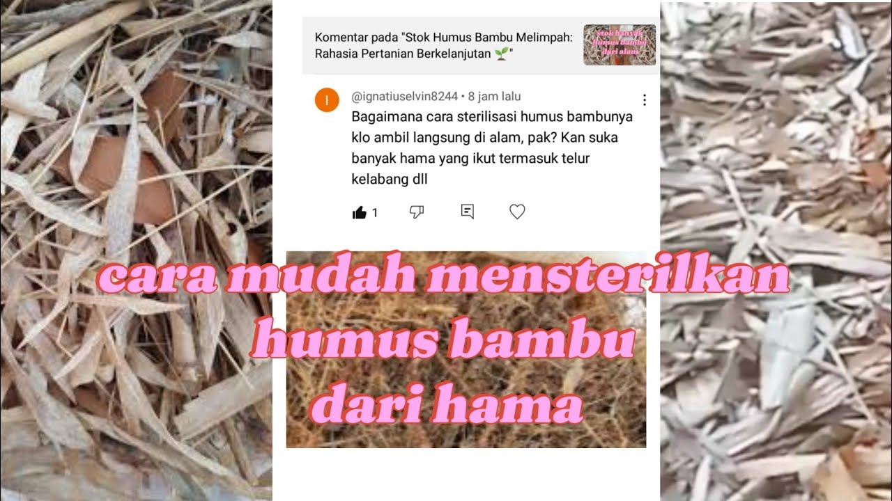 cara mudah mensterilkan humus bambu dari hama agar tanaman kita sehat ...