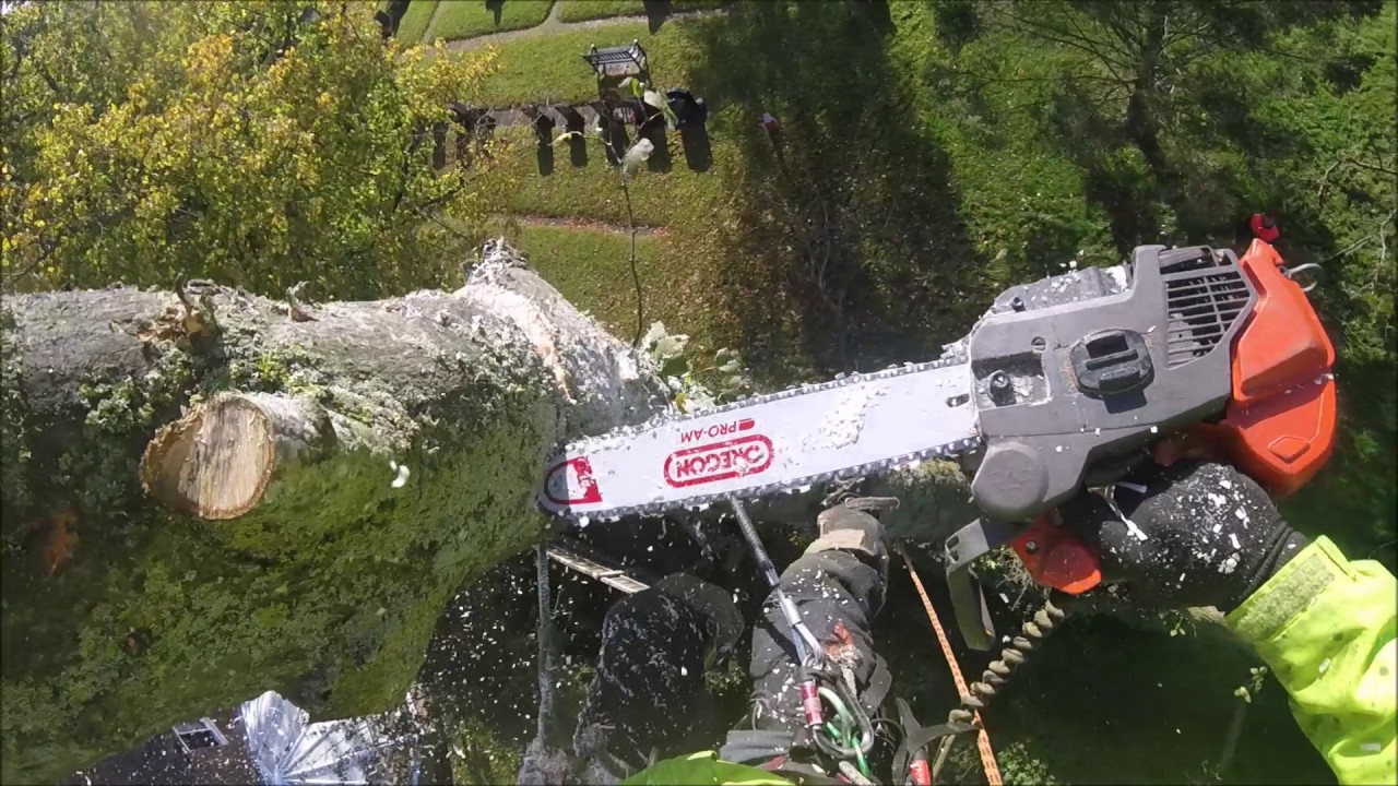 Lime Tree Speedline Removal - YouTube