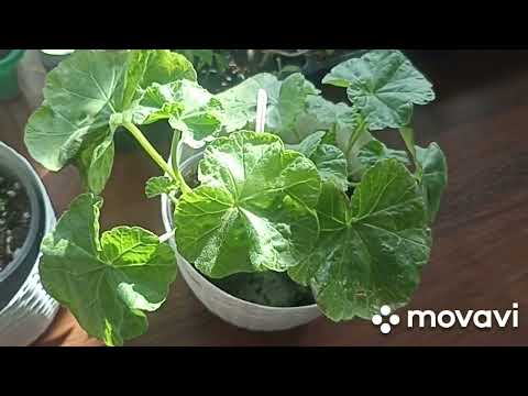 Мой Опыт И Мнение О Пеларгониях Лара Валма И Юзис Морошка