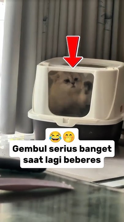 Gembul serius banget, saat lagi beberes😂🤭#feedshorts #kucinglucu #funnyshorts - YouTube