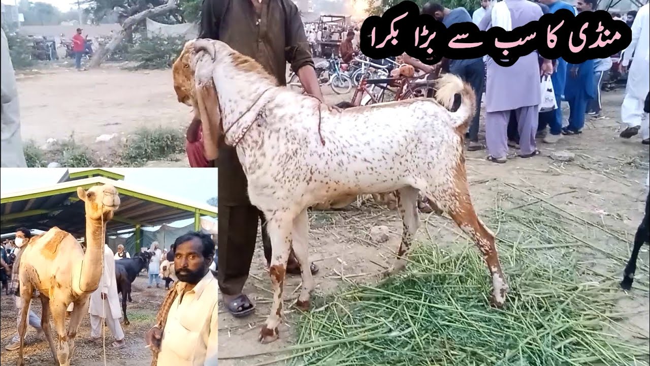 Biggest Bakra Of Pakistan Mandi😱 | Last Day Of Bakra Mandi 2023 ...