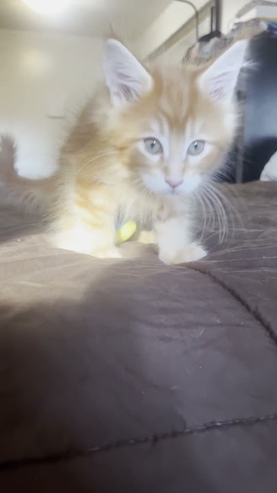 Clementine - Red Maine Coon Kitten - 2 months old #mainecoon #kittens #cat #orangecat - YouTube