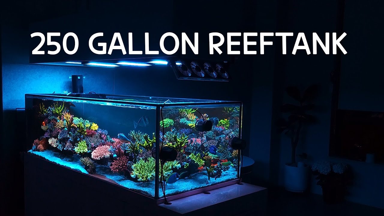 250 gallon reeftank - YouTube