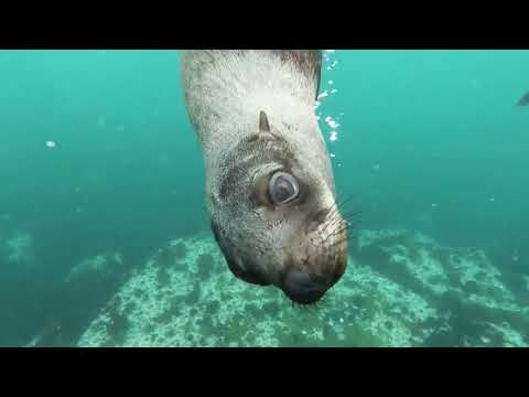 Wild Animals Maroon 5 #Short #Pets #Shorts 4k