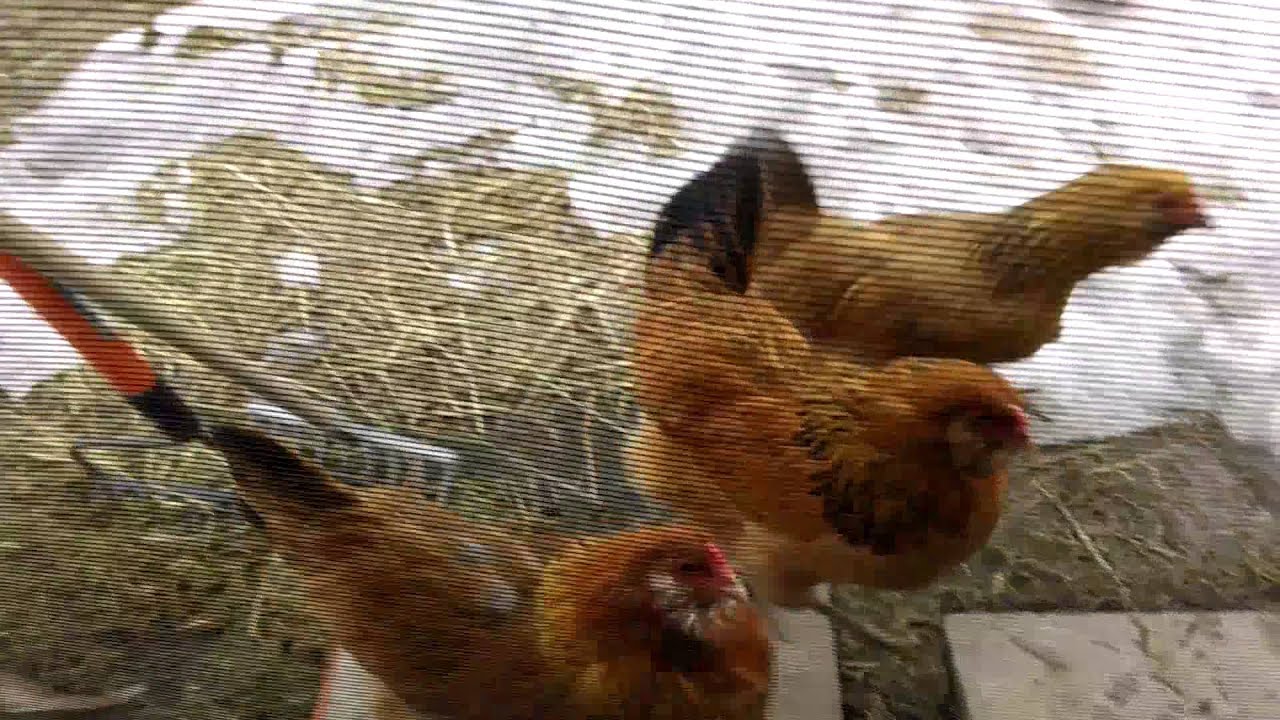 Simmons Chickens - YouTube