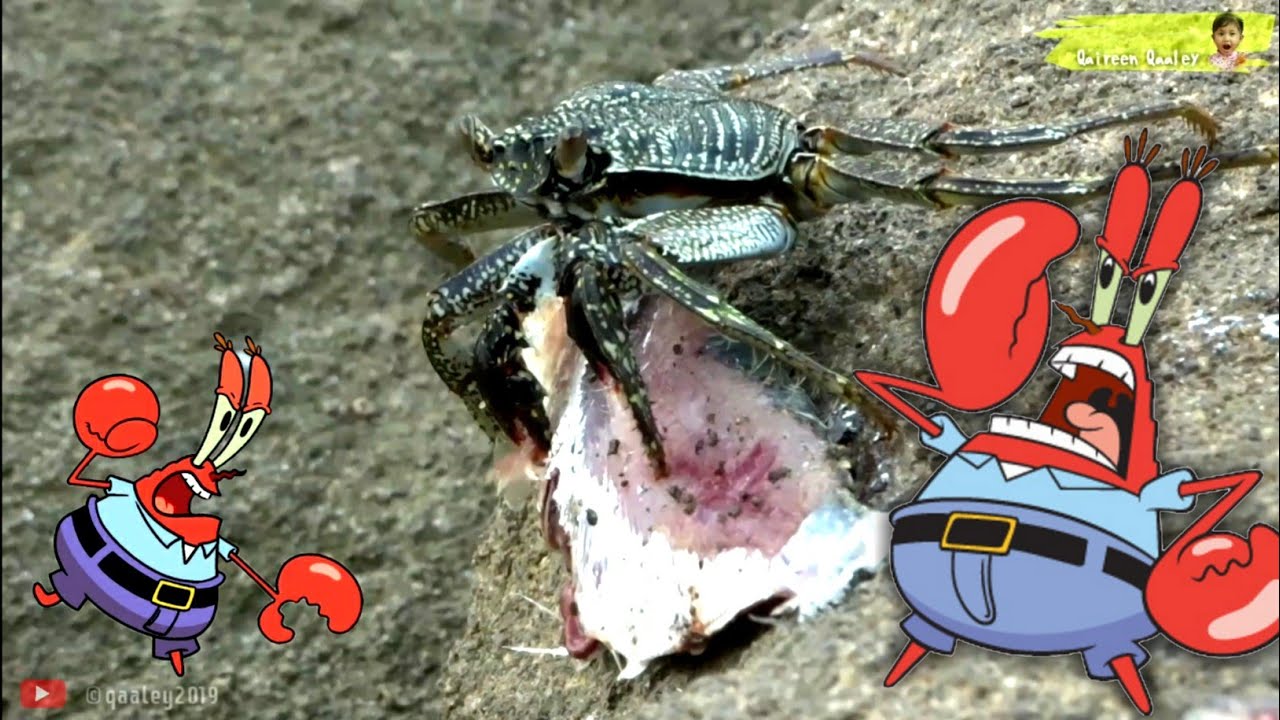 Mr Krabs in real life and mr crabs funny laugh || eating fish at the ...