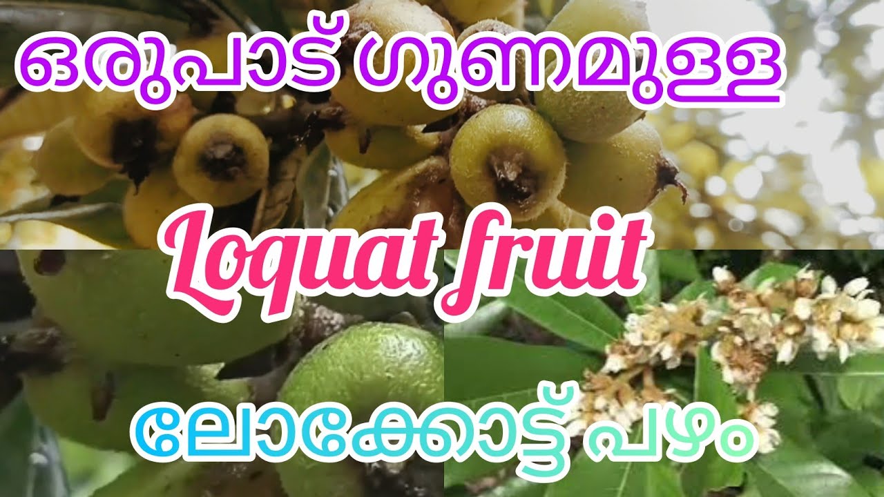 എൻറെ വീട്ടിലെ Lo quat fruit - YouTube