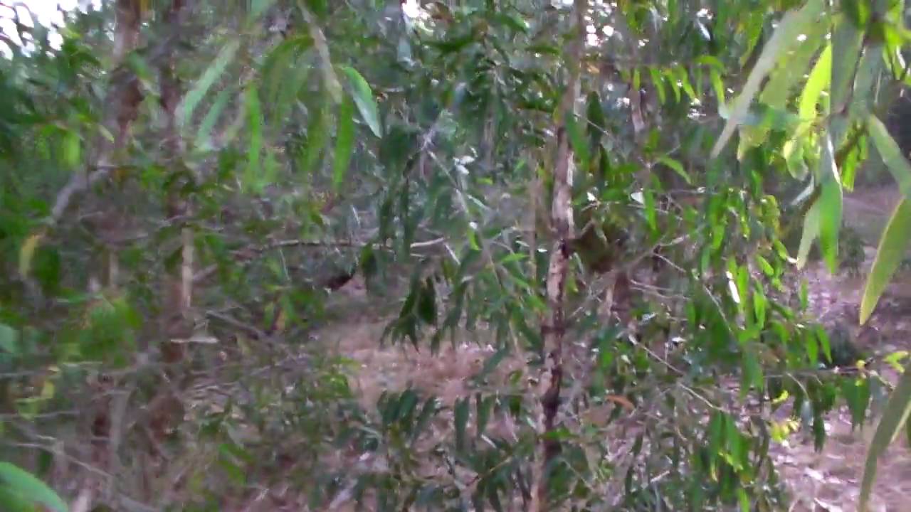 Campsite on the Limmen Bight River - YouTube