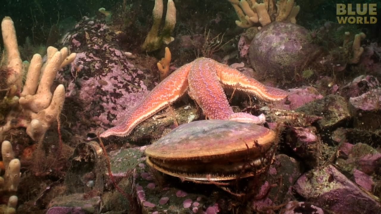 Starfish Eating Prey