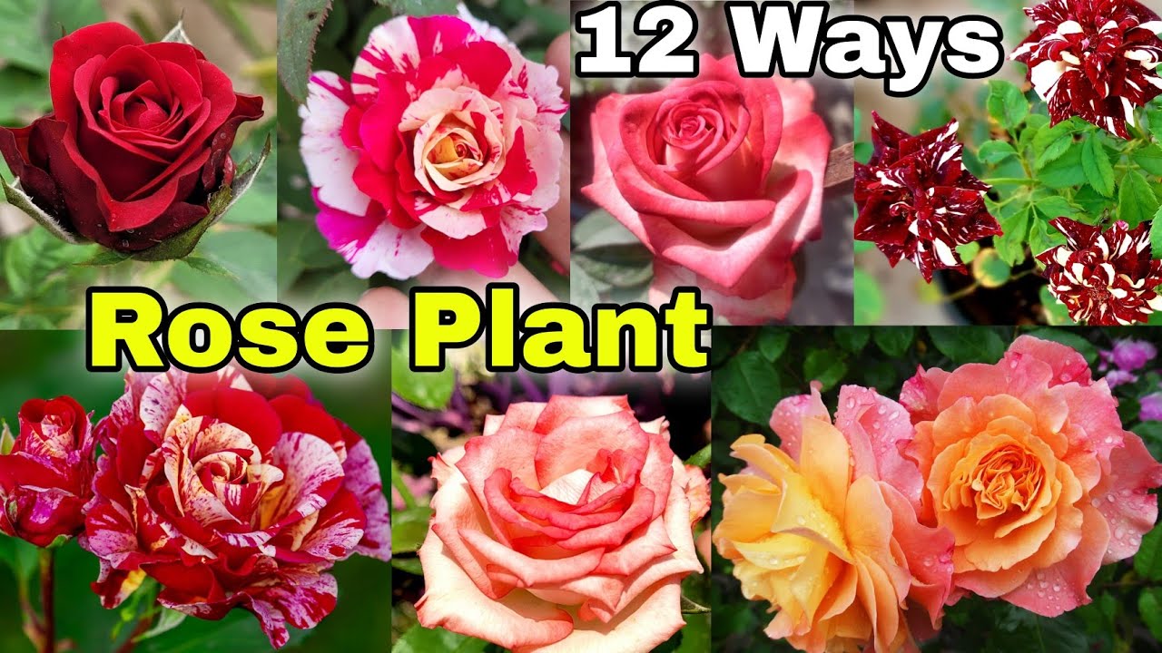 Top 12 Smart ideas to grow Rose Plant / Rose Cutting / Rose Care ...