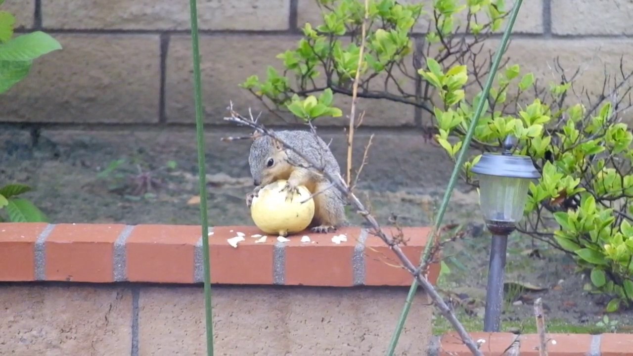 Squirrel eating guava - YouTube