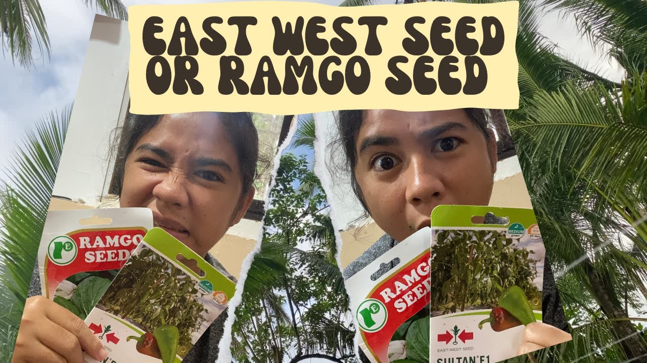 Which is better seed? East West or Ramgo Seed? #farming #seed #farmlife ...