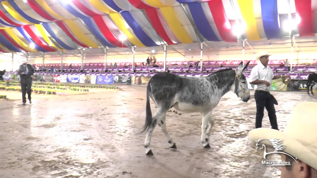 01 ASNALES NACIONAL 2016 - YouTube